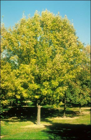 Tree Search